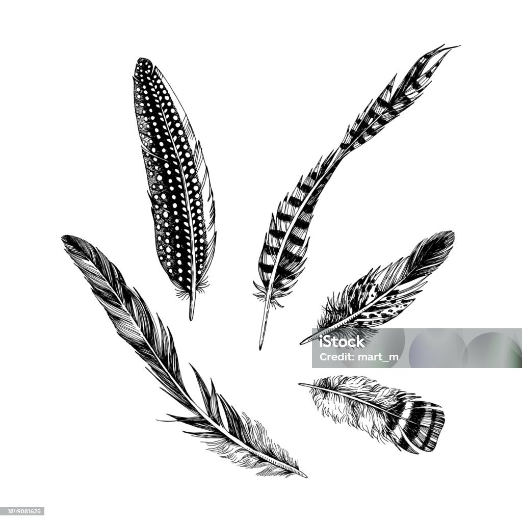 Hand Drawn Feathers On White Background Stock Illustration Download
