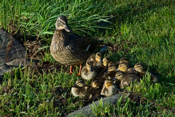 Free Stock Photo of Little Ducks Sitting Next to Each Other | Download ...
