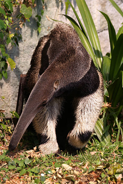 Anteater Pictures | Download Free Images on Unsplash