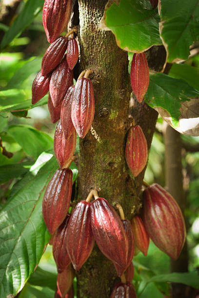 Cocoa Tree Pictures | Download Free Images on Unsplash