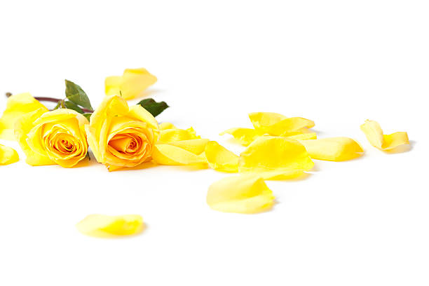 350+ Yellow Rose Pictures [HD] | Download Free Images on Unsplash