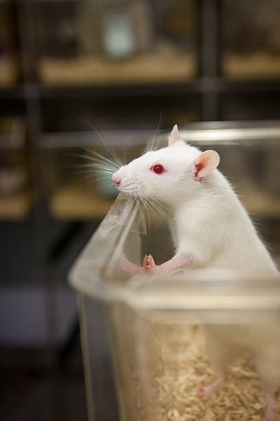 Lab Rat Pictures | Download Free Images on Unsplash