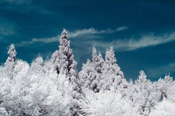 Surreal Infrared Image Of A Pine Forest Under Blue Sky – Free Stock Photo
