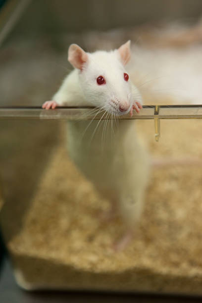 Lab Rat Pictures | Download Free Images on Unsplash