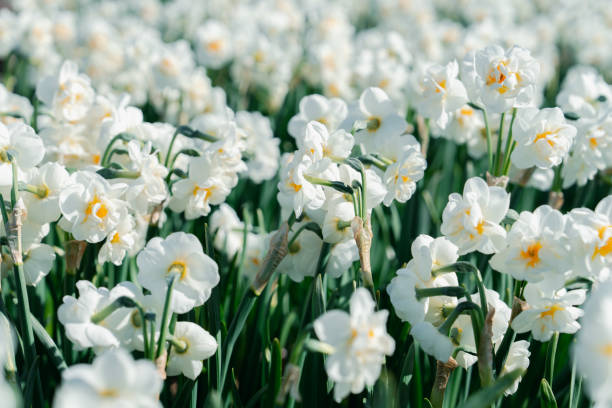 10+ Free Paperwhites & Paperwhite Narcissus Images - Pixabay