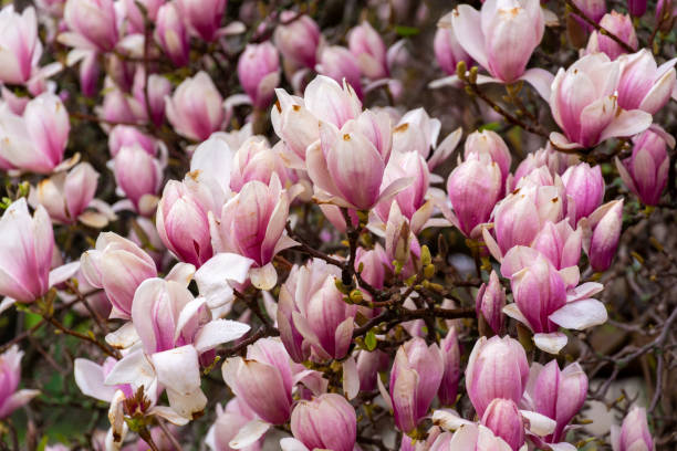 3,000+ Free Magnolia & Nature Images - Pixabay