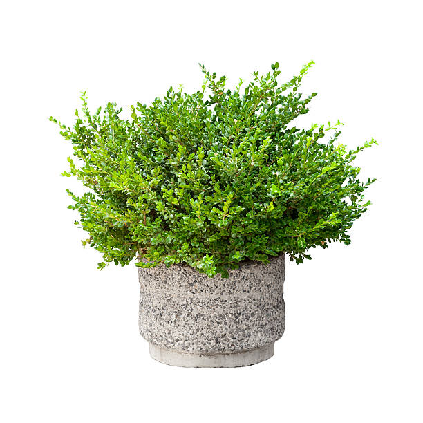 Free small bush stock photos. Download the best free small bush images ...