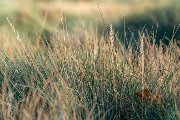 Free picture: A close-up of a dry grass stalk in a grassy meadow field ...