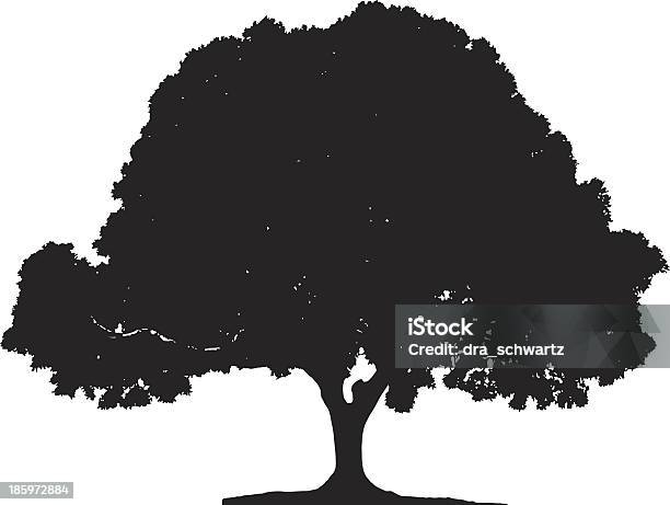 Ficus Tree Silhouette向量圖形及更多樹圖片 樹 側影 黑色 Istock