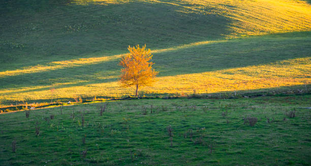 Free Stock Photo of Vibrant autumn foliage on a lone tree | Download ...