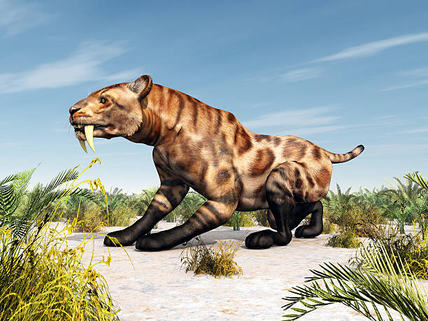 Säbelzahntiger Bilder Und Stockfotos Istock