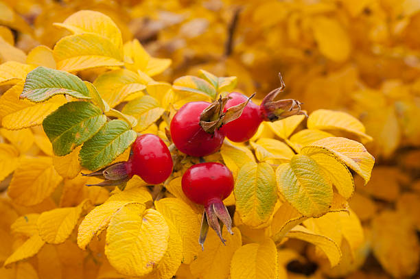 Rosehip Rosa Rugosa Autumn - Free photo on Pixabay