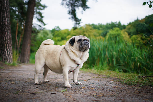 Free Stock Photo of Snarling pug | Download Free Images and Free ...