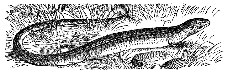 Italian Threetoed Skink Lizard 19th Century Stock Illustration