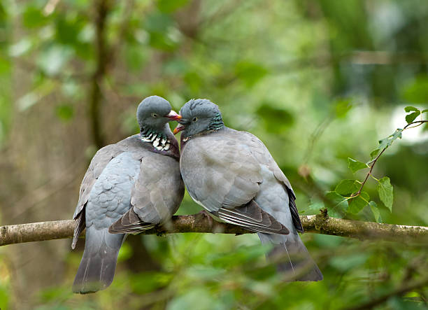 Free photo "Two Pigeons"