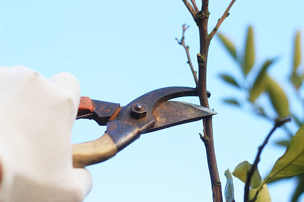 50+ Pruning Orange Trees Stock Photos, Pictures & Royalty-Free Images ... 50+ Pruning Orange Trees Stock Photos, Pictures & Royalty-Free Images ...