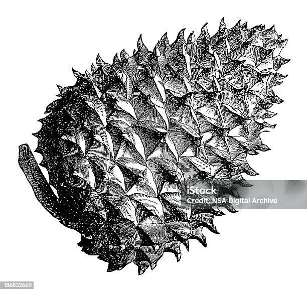 Vintage Clip Art And Illustrations Cone向量圖形及更多松果圖片 松果 維多利亞女王時代風格 古董