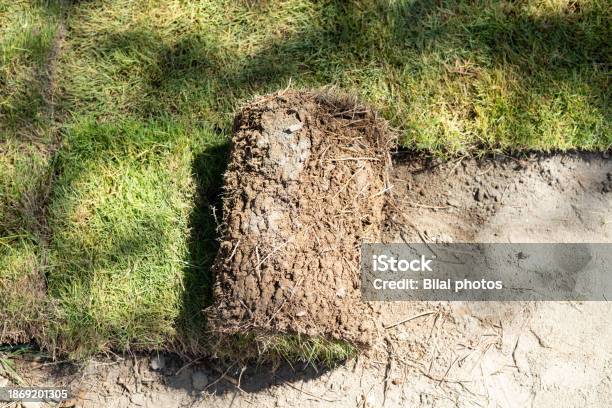 Meletakkan Gulungan Rumput Dengan Tanah Dan Akar Untuk Membuat Halaman ... Meletakkan Gulungan Rumput Dengan Tanah Dan Akar Untuk Membuat Halaman ...