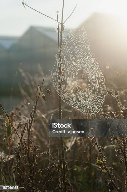 Dew 만들진 족두리 웹 0명에 대한 스톡 사진 및 기타 이미지 0명 가을 거미 Istock