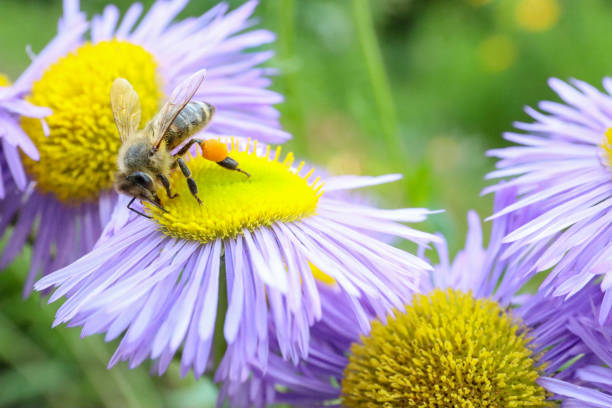 Free Stock Photo of Bee Gathering Nectar on Flower | Download Free ...