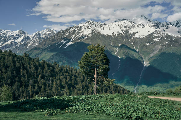 Free picture: mountain peak, distance, glacier, pine, trees, forest ...