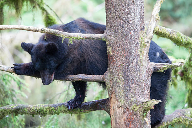 Free picture: black bear, tree