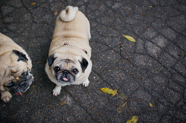 Free Stock Photo of Snarling pug | Download Free Images and Free ...