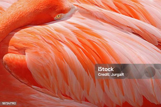 Flamingo 배경기술 홍학에 대한 스톡 사진 및 기타 이미지 홍학 풀프레임 클로즈업 Istock