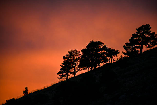 Free Stock Photo of Silhouette of Tree on Hill at Sunset | Download ...