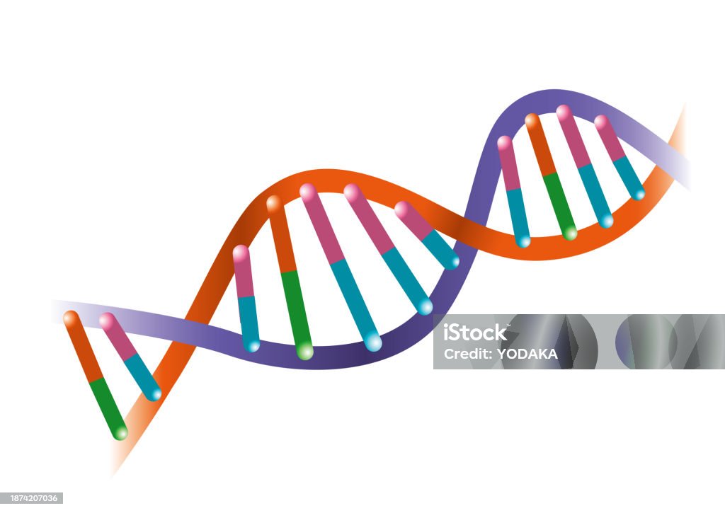 Colorful Dna Double Helix Structure Diagram Stock Illustration ... Colorful Dna Double Helix Structure Diagram Stock Illustration ...