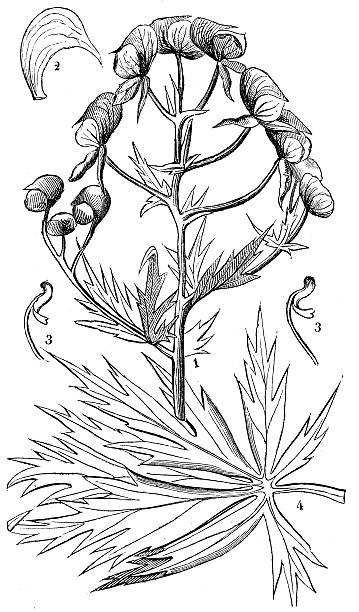 60 Aconit Capuchon De Moine Illustrations Stock Illustrations