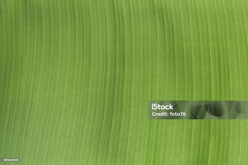 Latar Belakang Daun Pisang Hijau Foto Stok Unduh Gambar Sekarang