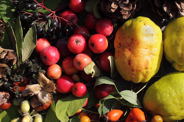 Wild Fruit Natural Reserve - Free photo on Pixabay