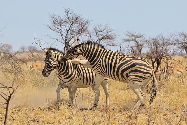 90+ Aggressive Common Zebra Stock Photos, Pictures & Royalty-Free ... 90+ Aggressive Common Zebra Stock Photos, Pictures & Royalty-Free ...