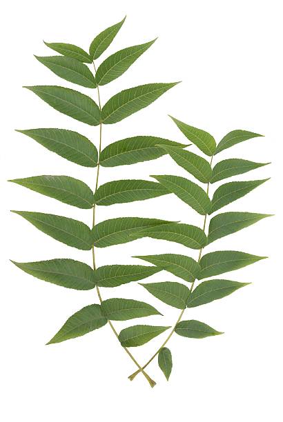 Free Stock Photo of Black Walnut Tree Leaves | Download Free Images and ...