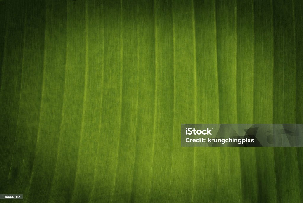 Pohon Pisang Closeup Daun Hijau Foto Stok Unduh Gambar Sekarang