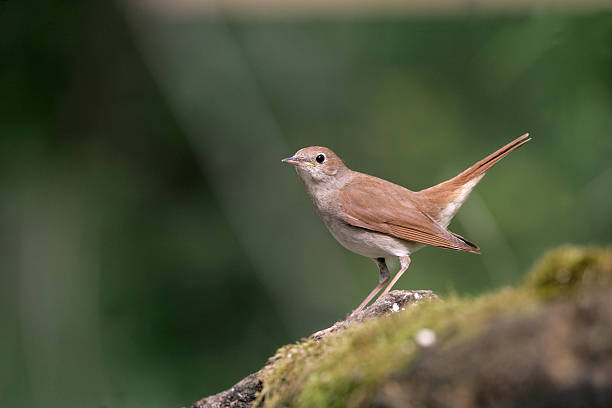 Nightingale Pictures | Download Free Images on Unsplash