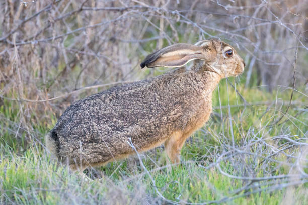 Free picture: black, tailed, jack, rabbit