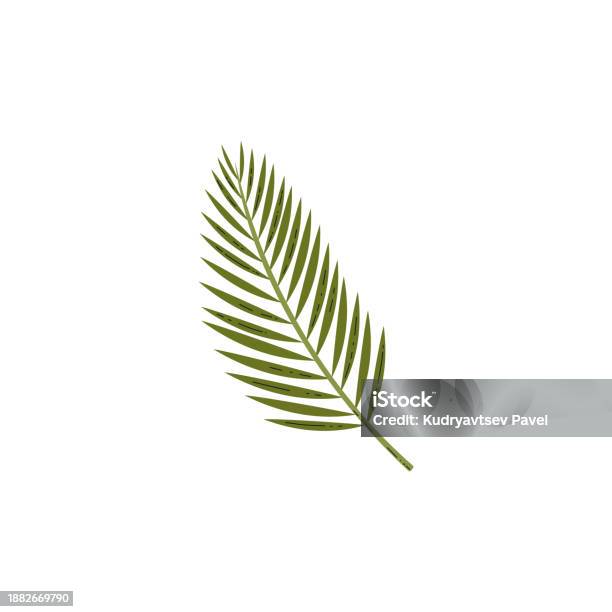Ilustrasi Vektor Daun Pohon Palem Hijau Ikon Dedaunan Dracaena Tanaman