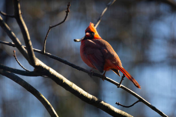 Free Stock Photo of Red Bird Sitting on Top of a Tree Branch | Download ...