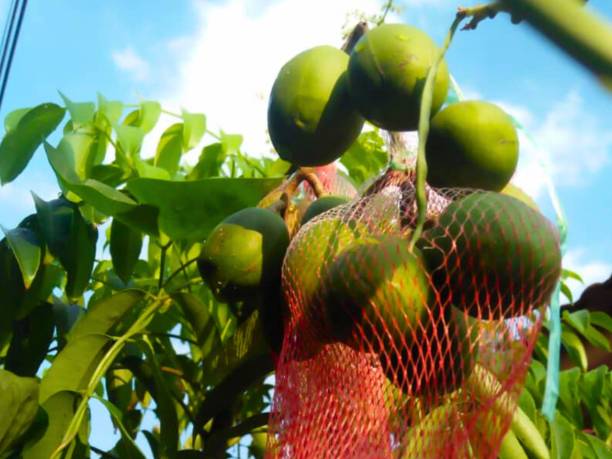 5+ Free Ambarella & Fruit Photos - Pixabay