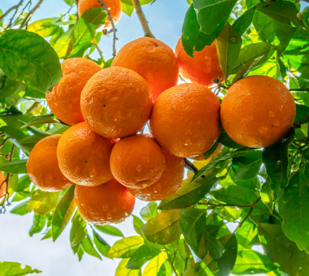 Free Stock Photo of Lush orange tree full of ripe fruits | Download ...