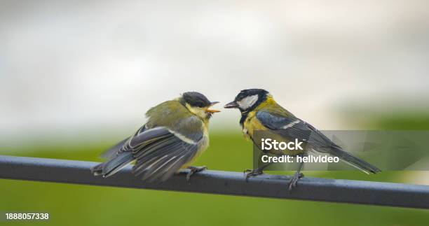 Close Up Dof Adorable Young Baby Bird Being Fed By Its Caring Mother ... Close Up Dof Adorable Young Baby Bird Being Fed By Its Caring Mother ...