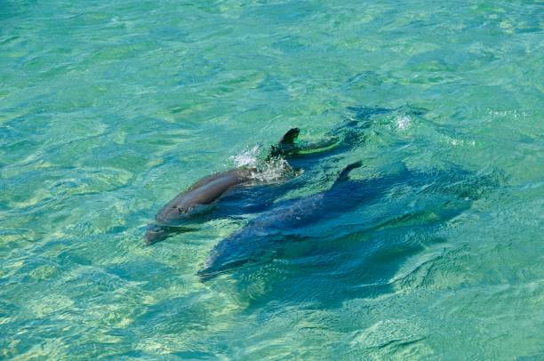 Free Stock Photo of Dolphin Swimming in Water | Download Free Images ...