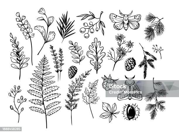 Tanaman Hutan Dan Tumbuhan Ngengat Cabang Pohon Cemara Ilustrasi Vektor