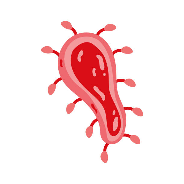 90+ Nipah Virus Stock Illustrations, Royalty-Free Vector Graphics ... 90+ Nipah Virus Stock Illustrations, Royalty-Free Vector Graphics ...