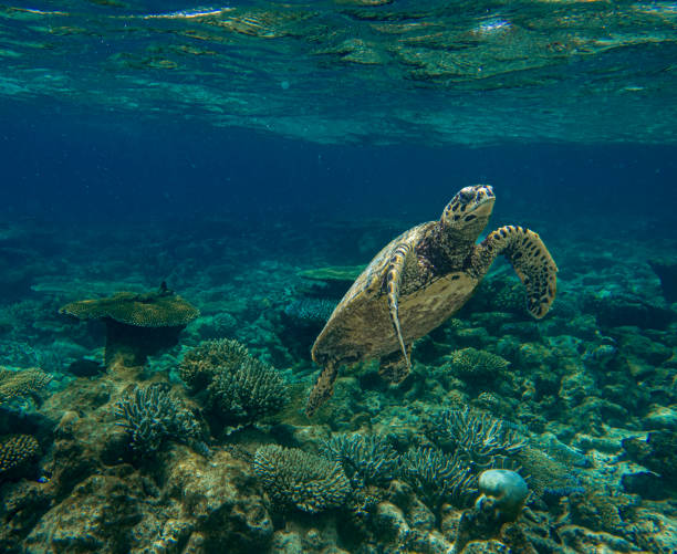 Free Stock Photo of Sea turtle swimming under ocean surface | Download ...