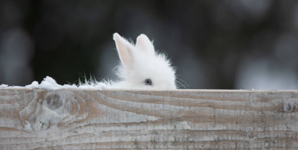 Free Stock Photo of White Rabbit Sitting in Snow | Download Free Images ...