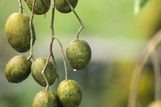 5+ Free Ambarella & Fruit Photos - Pixabay
