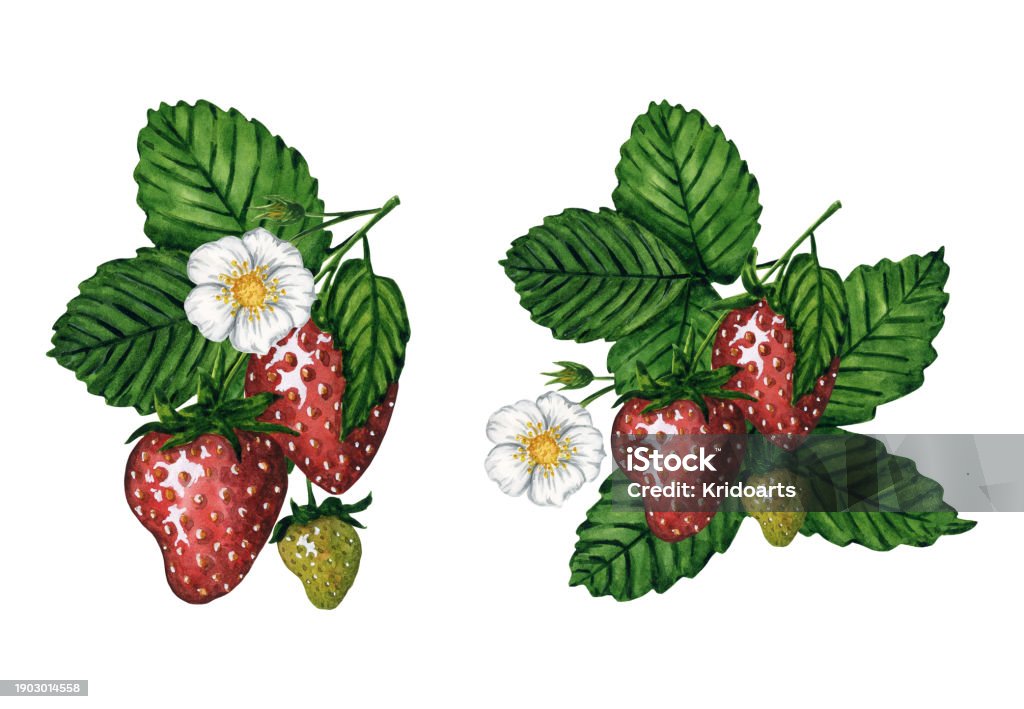 Strawberry Plant Compositions With Berries Leaves And Flowers Isolated